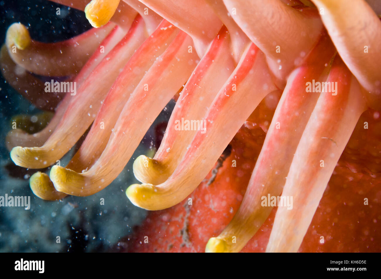 Close-up of Northern Red Anemone tentacles in the St. Lawrence River ...