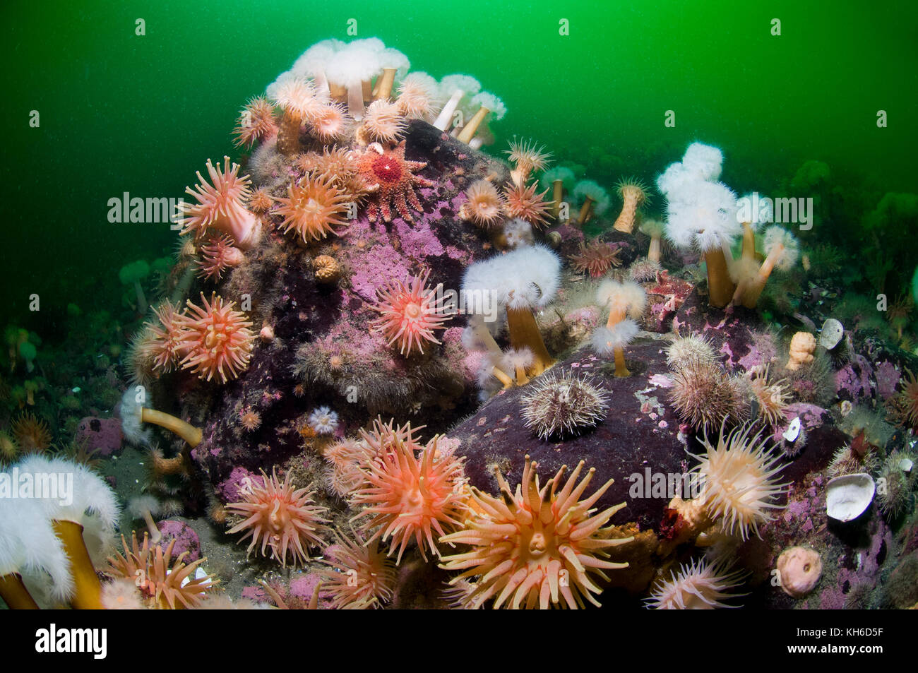 St lawrence estuary hi-res stock photography and images - Alamy