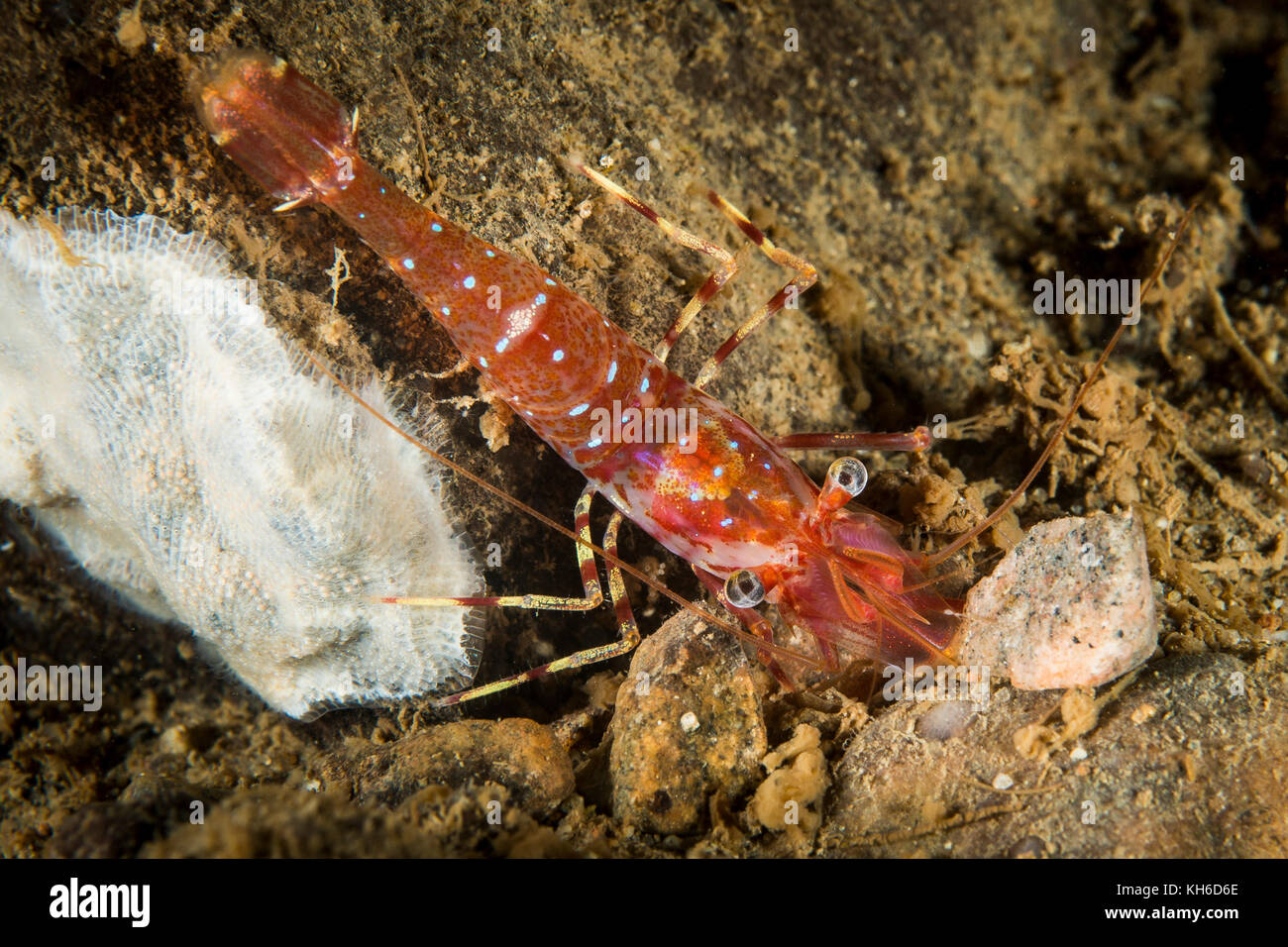 Polar Lebbeid underwater in the St. Lawrence River Stock Photo - Alamy