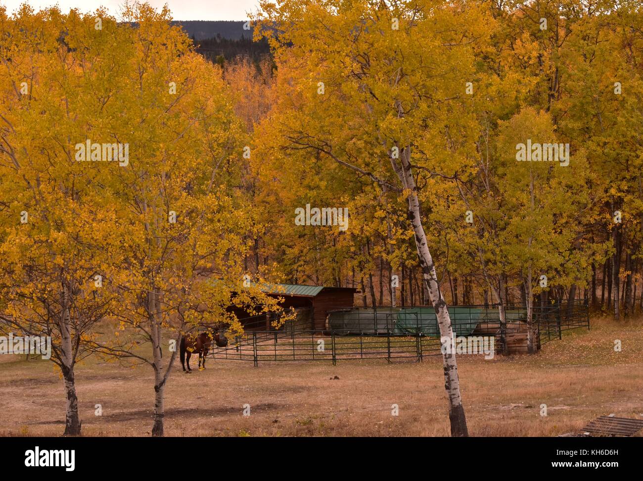 Fall foliage in a pasture with a horse at feeding time Stock Photo - Alamy