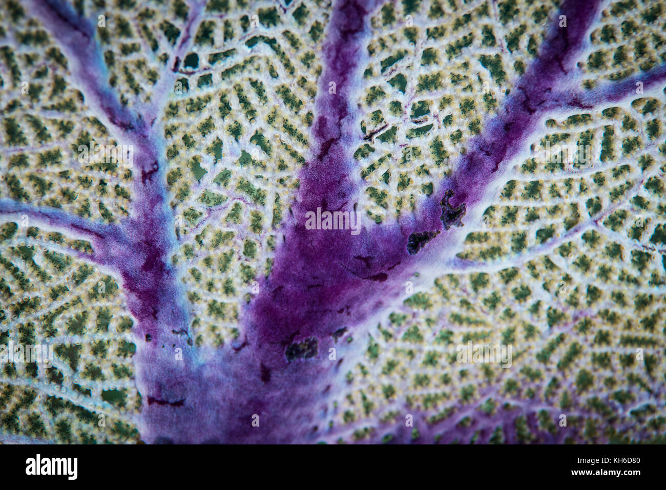 Close up sea fan hi-res stock photography and images - Alamy
