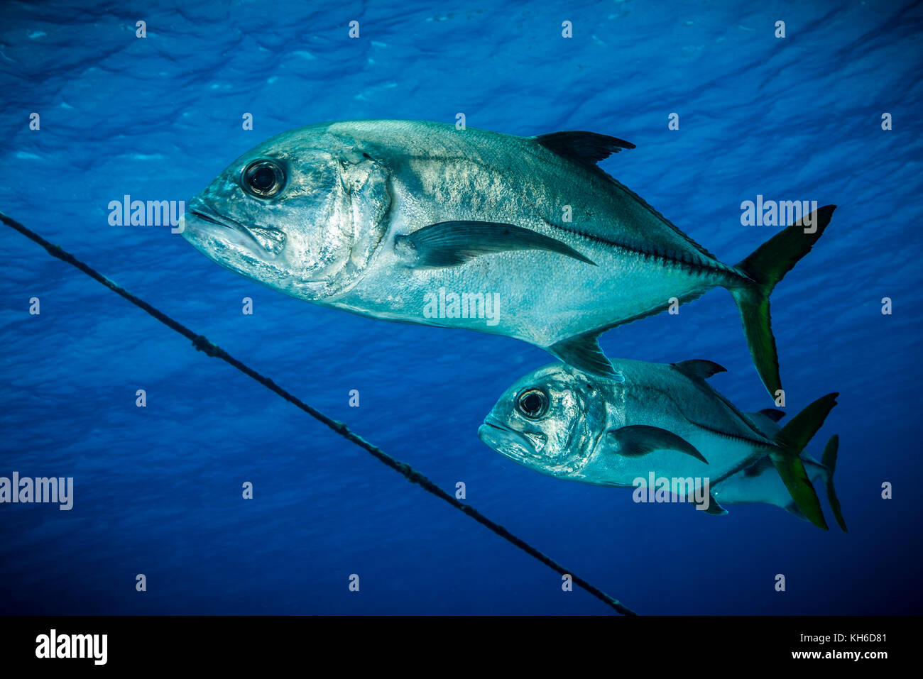 Underwater seascape and Horse-Eye Jack at Little Cayman Stock Photo - Alamy