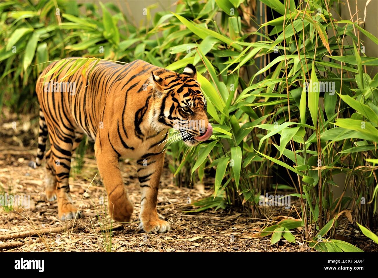 Gorgeous Sumatran Tiger prowling Stock Photo - Alamy