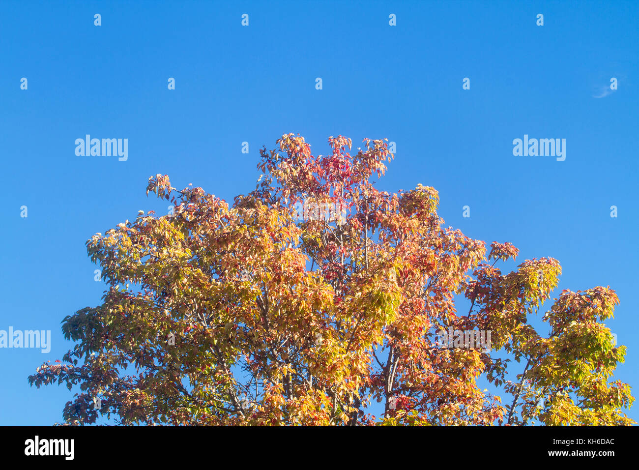 California colors hi-res stock photography and images - Alamy