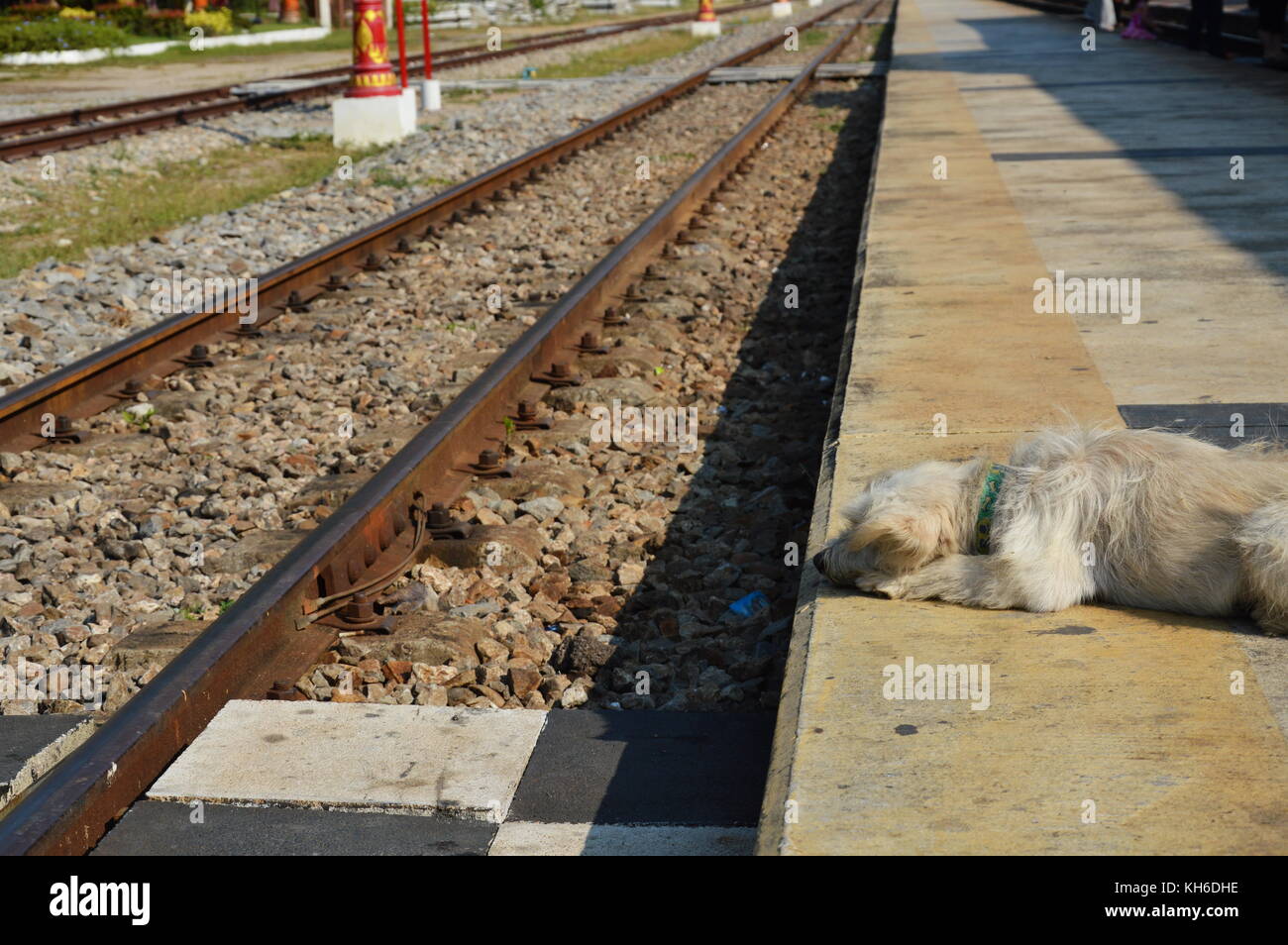 dog at train station platform Stock Photo - Alamy