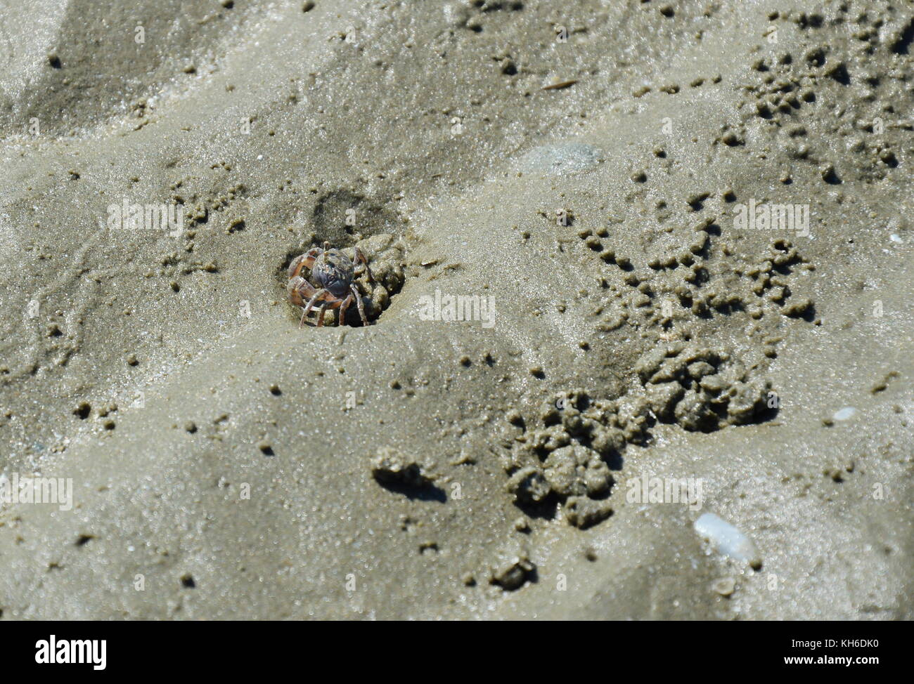Crab Nippers Stock Photos & Crab Nippers Stock Images - Alamy