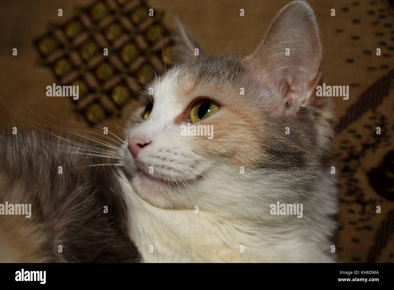 Portrait of a cute tri-colored cat Stock Photo - Alamy