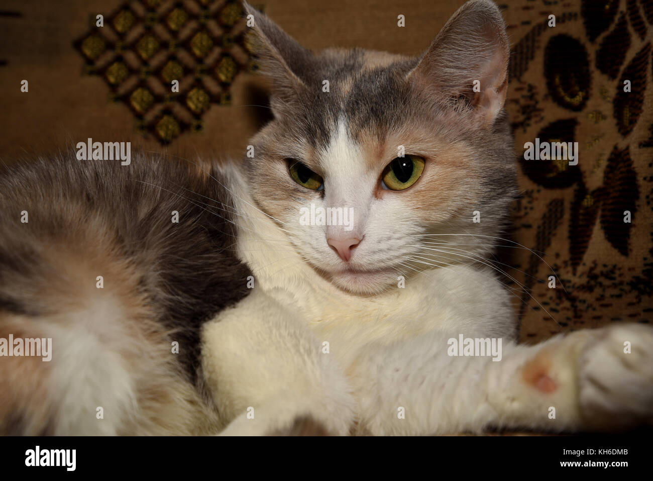 Unhappy cat hi-res stock photography and images - Alamy