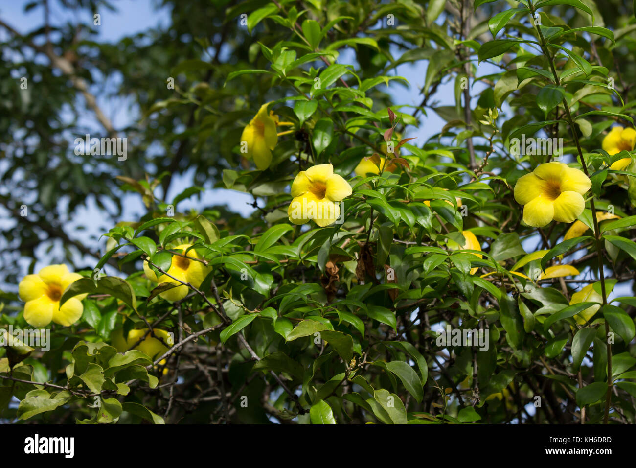 Close up of Yellow Allamanda with green leaf background Stock Photo - Alamy