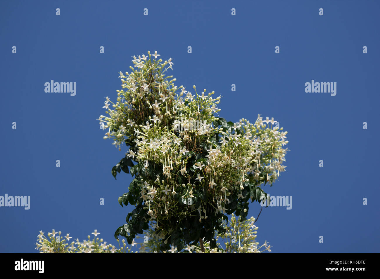 Close up White flower Indian cork tree and green leaf background Stock ...