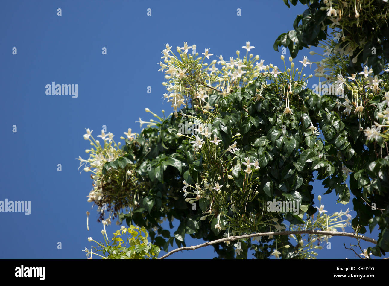 Close up White flower Indian cork tree and green leaf background Stock ...