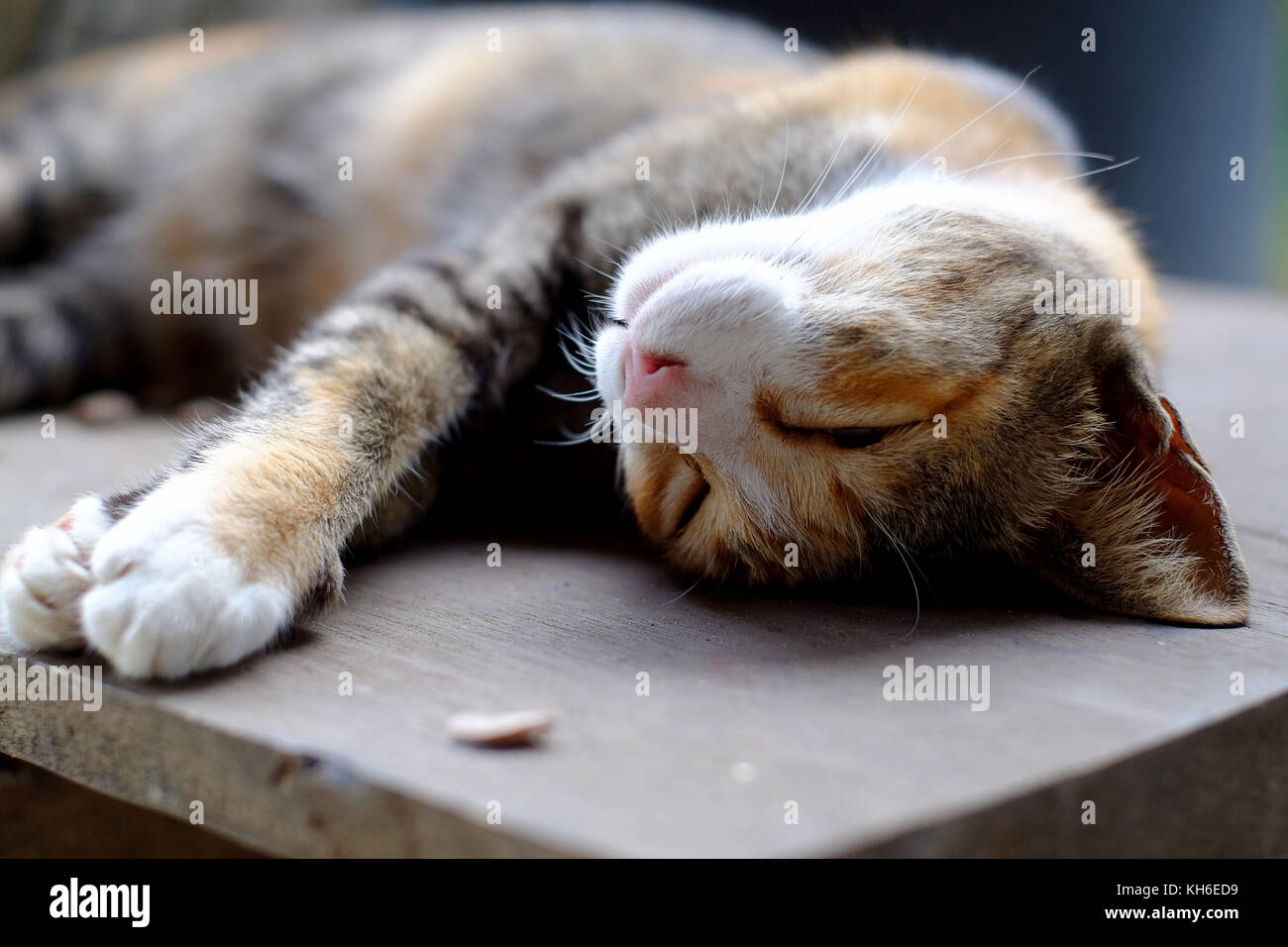 Lazy cat lying down on floor comfortably Stock Photo - Alamy