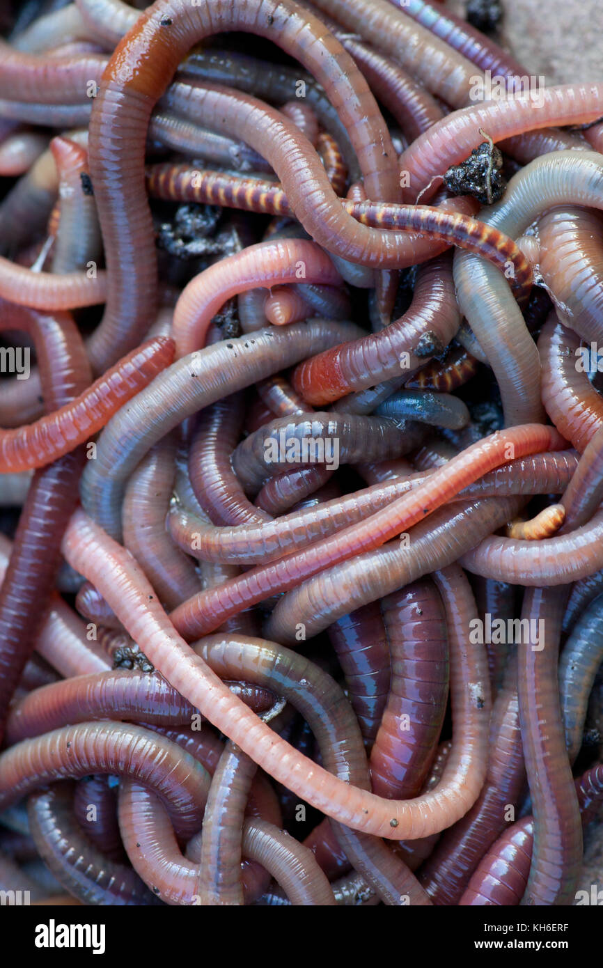 Huge amount of earthworms close to fishing Stock Photo - Alamy