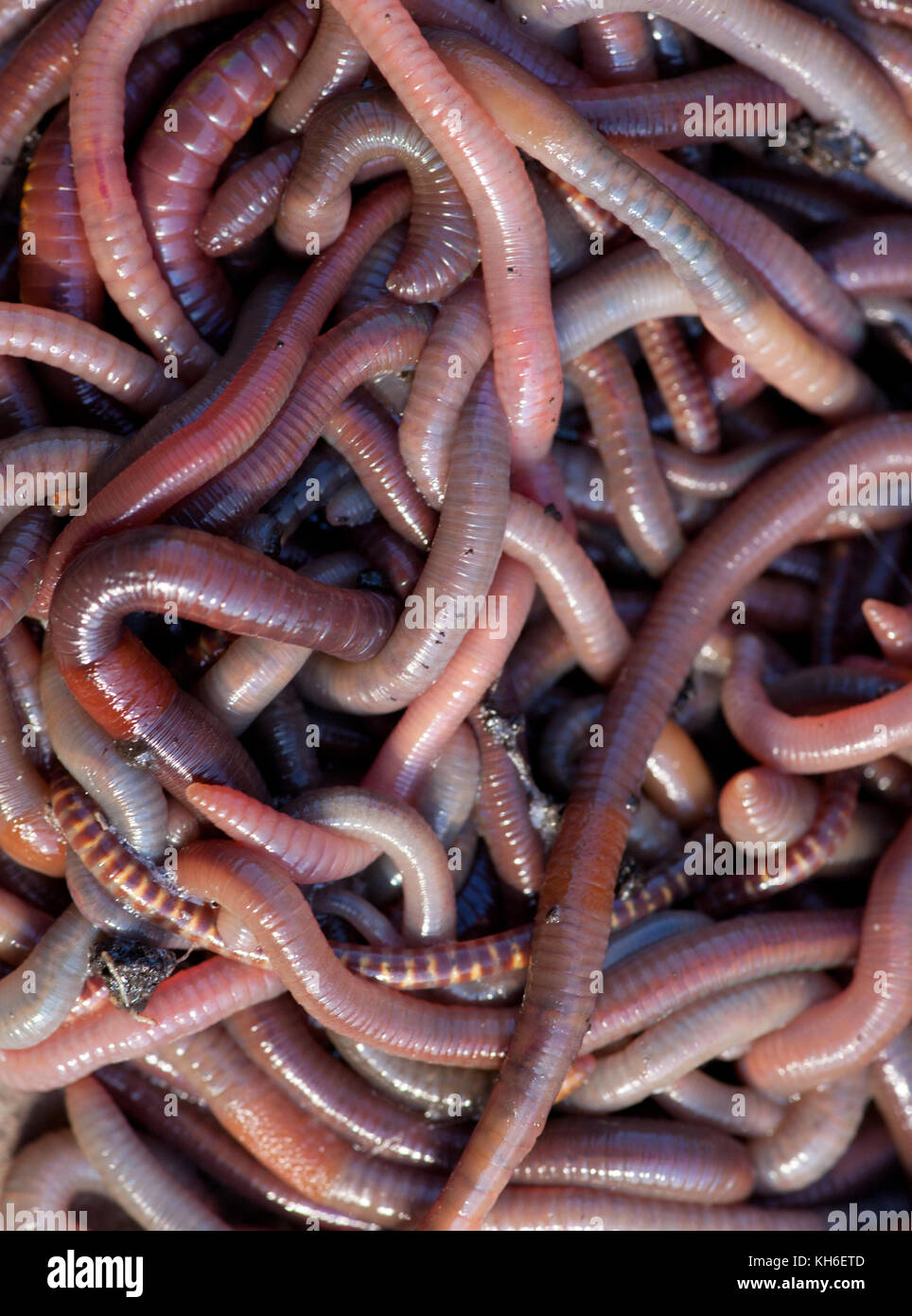 Huge amount of earthworms close to fishing Stock Photo - Alamy
