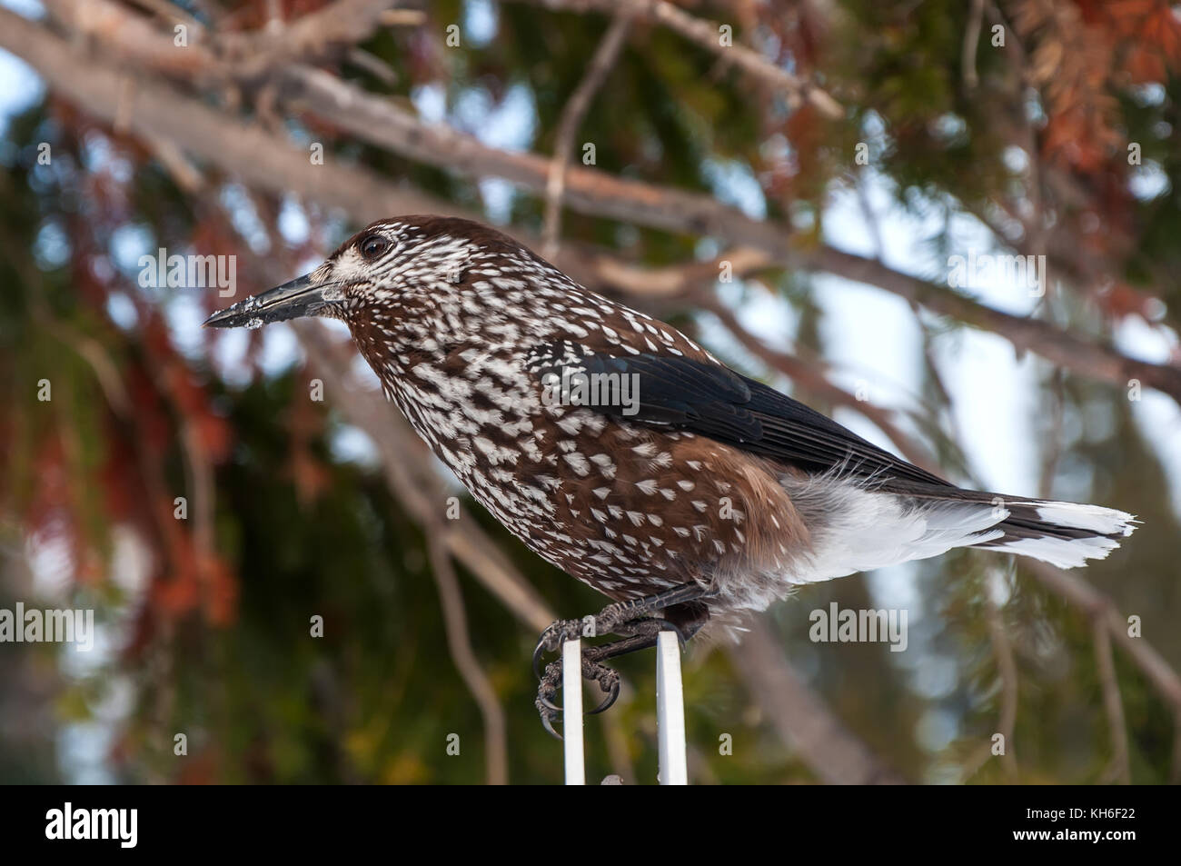 Bird nutcracker close up sitting on a background of branch of cedar ...