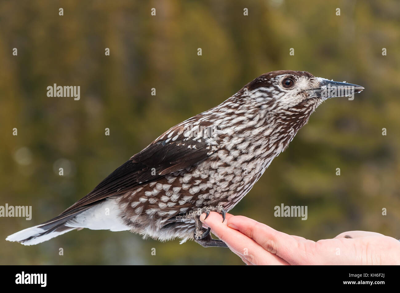 Bird nutcracker closeup sitting on hand with pine nuts Stock Photo - Alamy