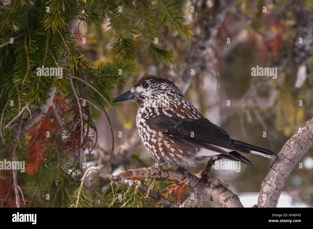 Bird nutcracker close up sitting on a branch of cedar Stock Photo - Alamy