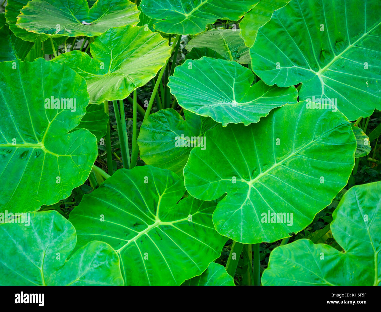 View of tropical nature green caladium leaves Stock Photo - Alamy
