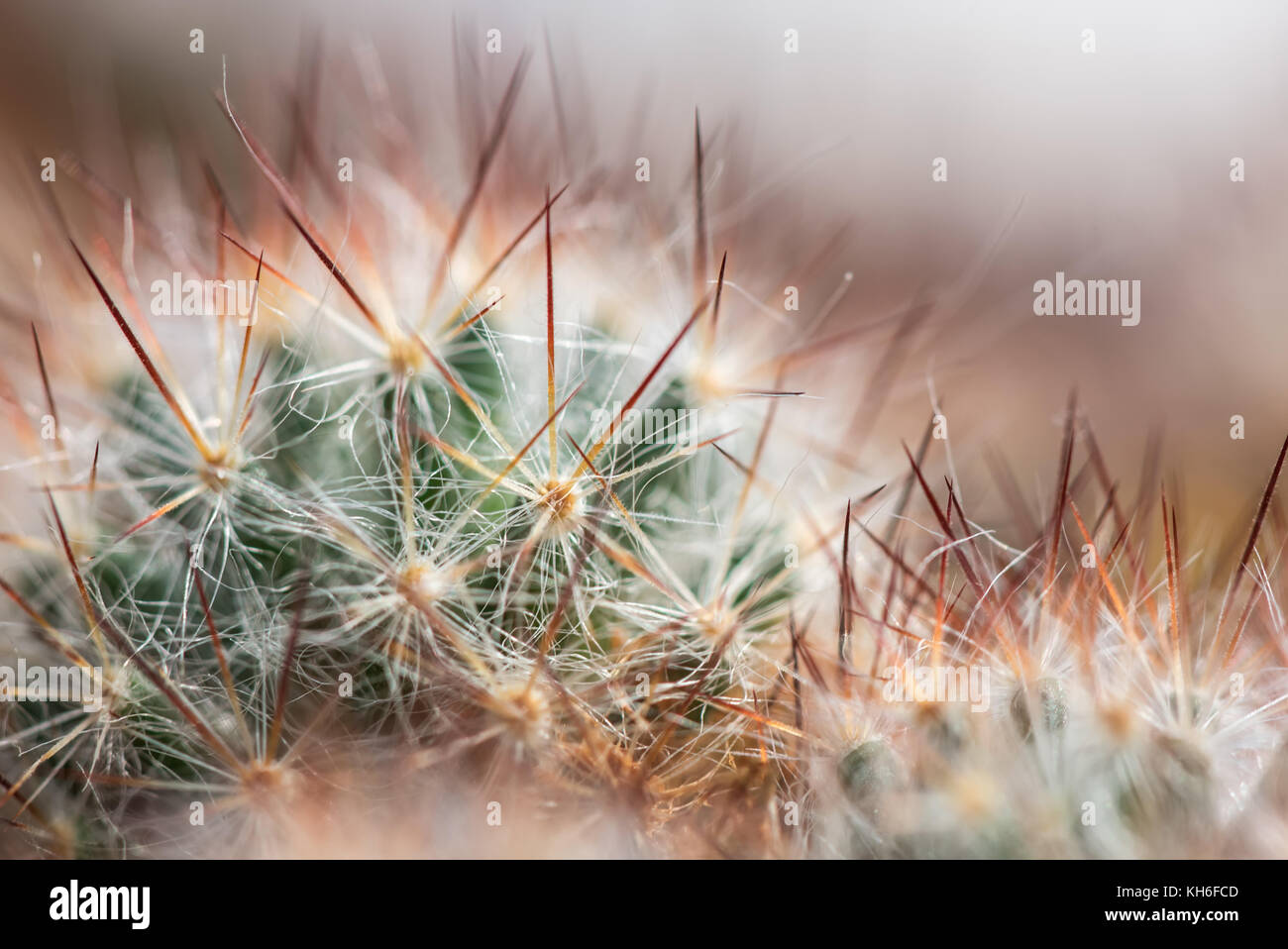 Beautiful abstract floral background with soft needles cactus closeup ...