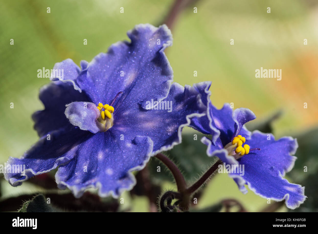 Blue violet with yellow center on a blurred background Stock Photo - Alamy