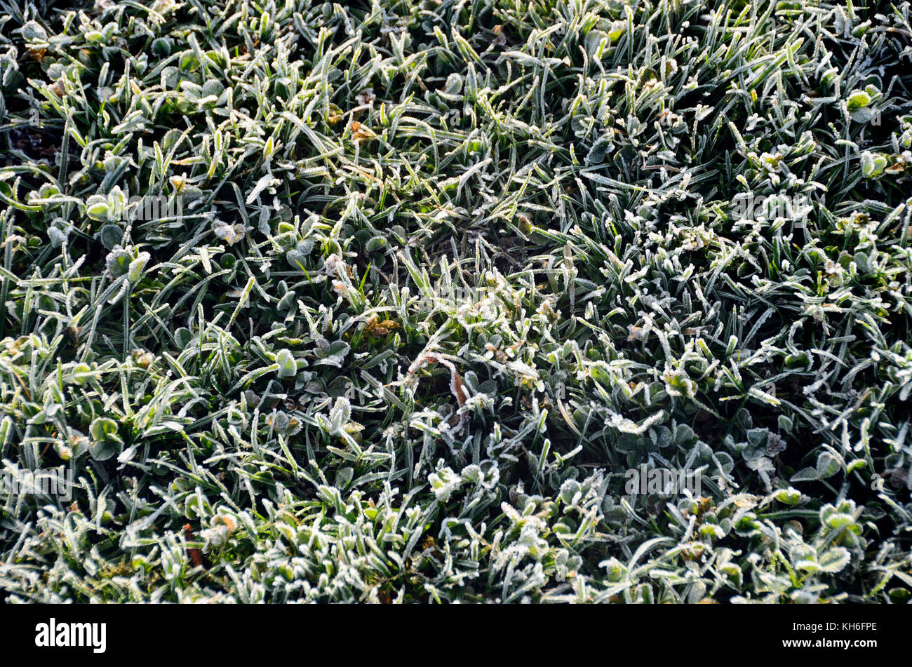 Frost on grass, frozen lawn, close up for winter nature background ...