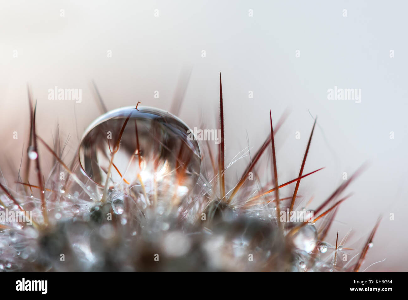 Beautiful abstract floral background with soft sharp needles cactus ...