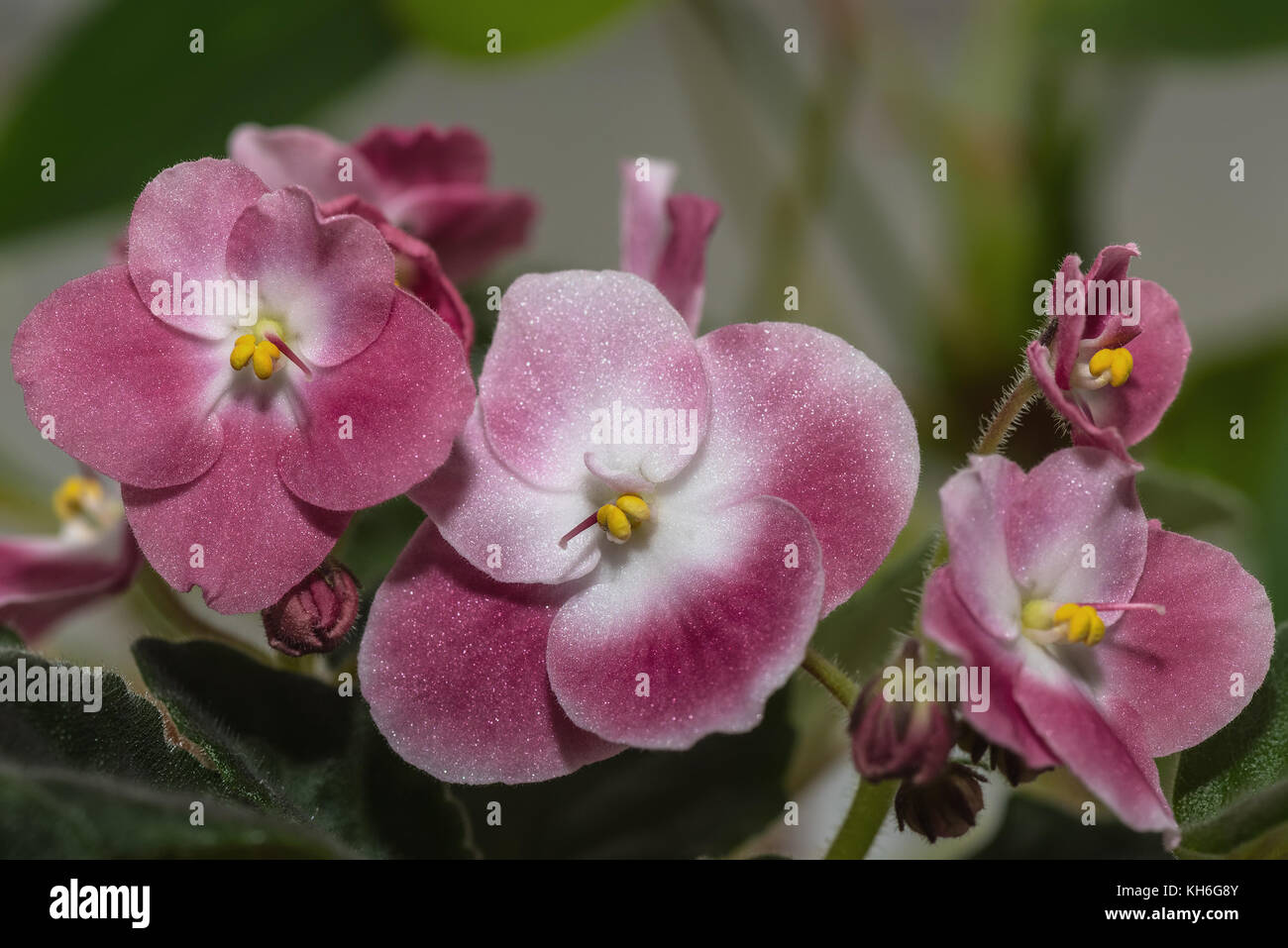 Dark red flowers of violet with white spots on blurred green background ...