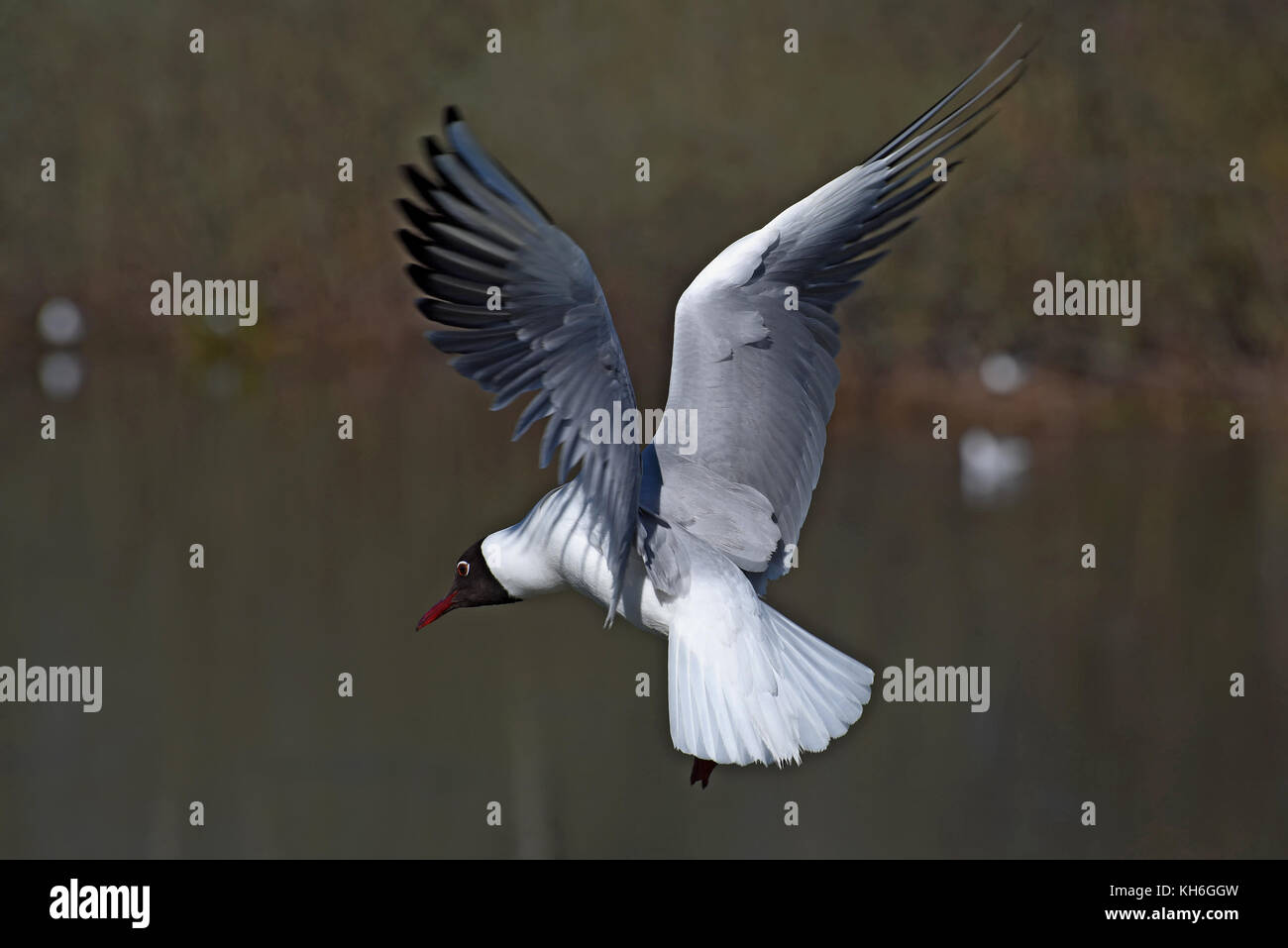 Bird seagull with outstretched wings closeup on a background of the ...