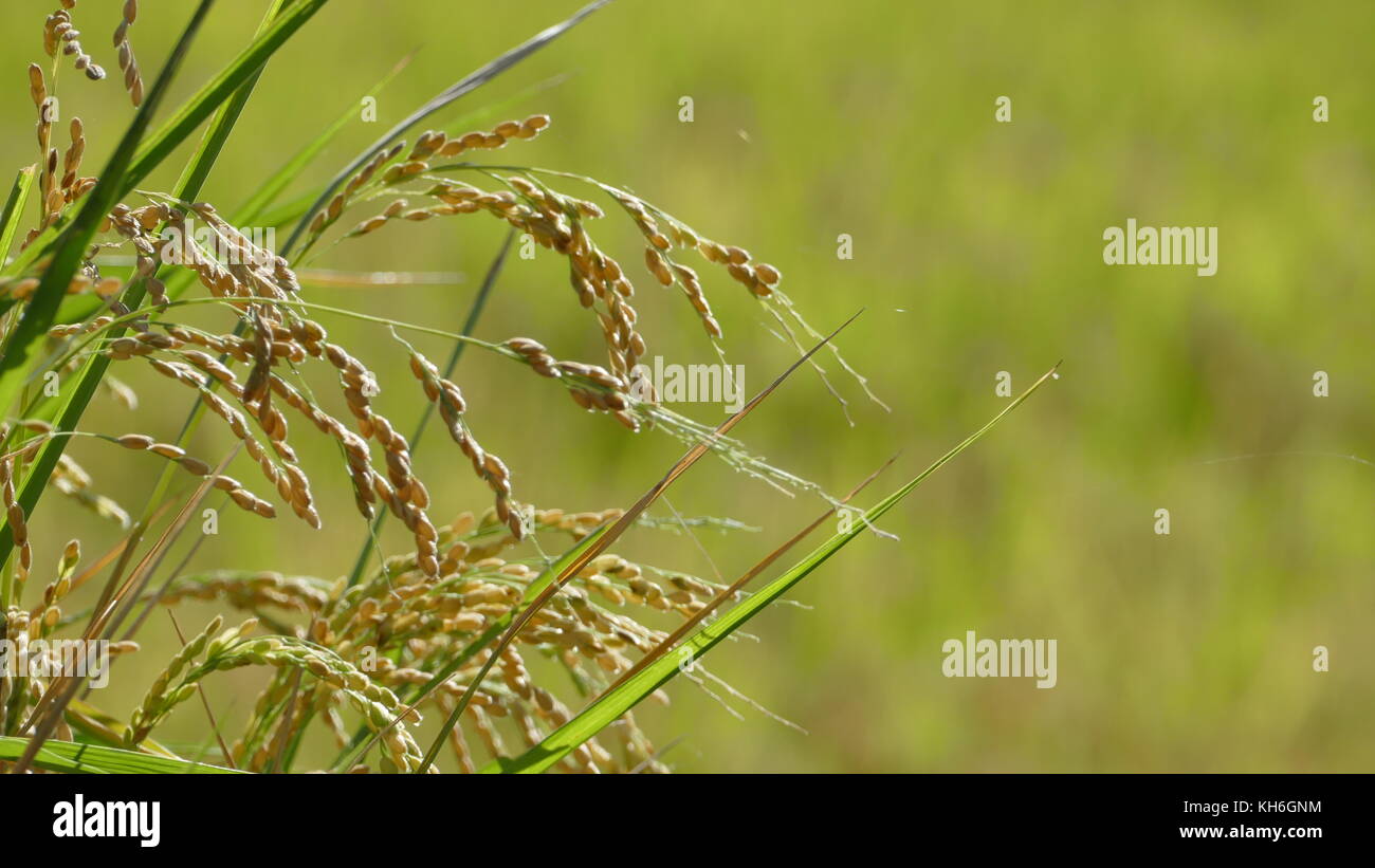The rice in the farming with nice background color Stock Photo - Alamy