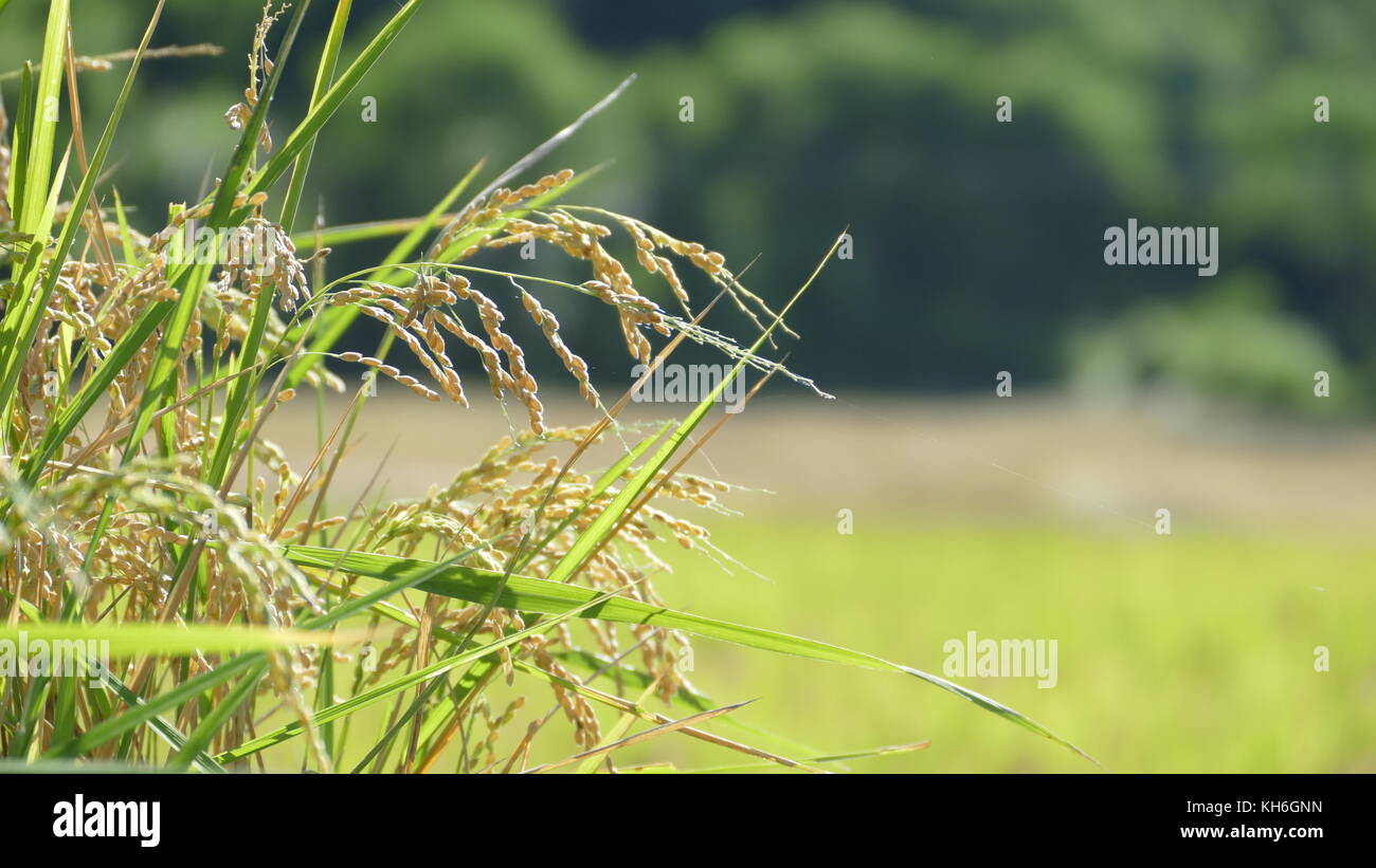 The rice in the farming with nice background color Stock Photo - Alamy