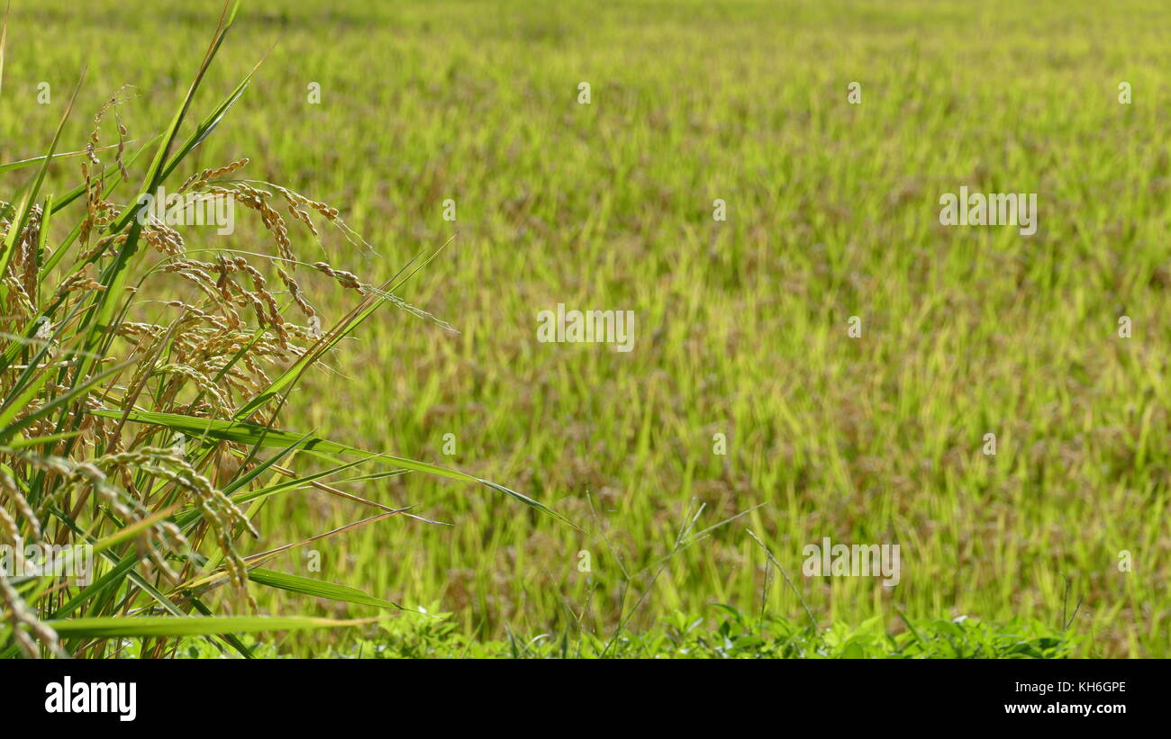 The rice in the farming with nice background color Stock Photo - Alamy