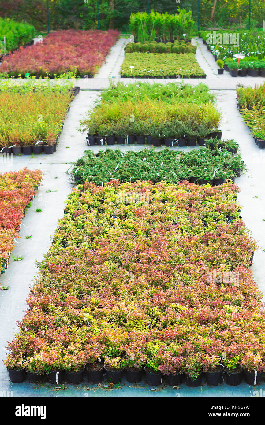 Rows of seedlings of different plants in pots sold in garden center ...