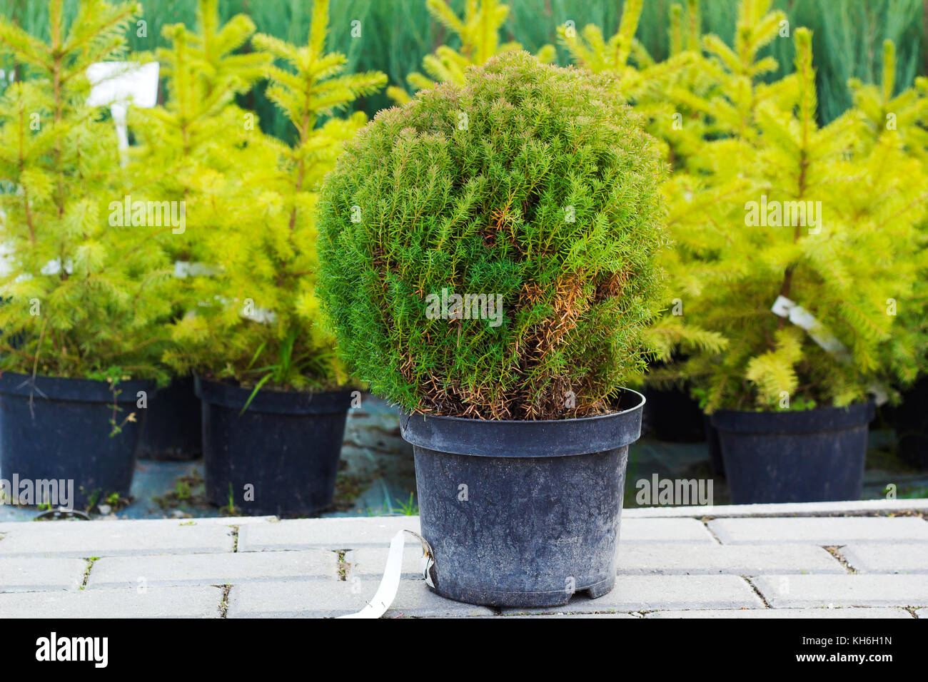Small Taxus evergreen coniferous tree in flowerpot sold at garden ...
