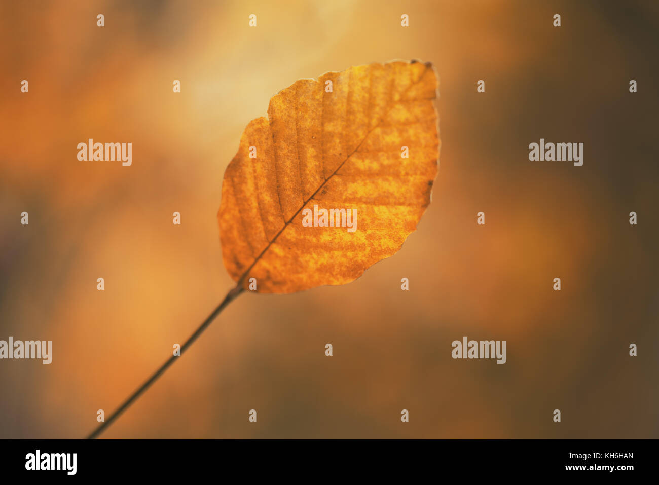 Close up Autumn Leaf background .Nature concept Stock Photo - Alamy