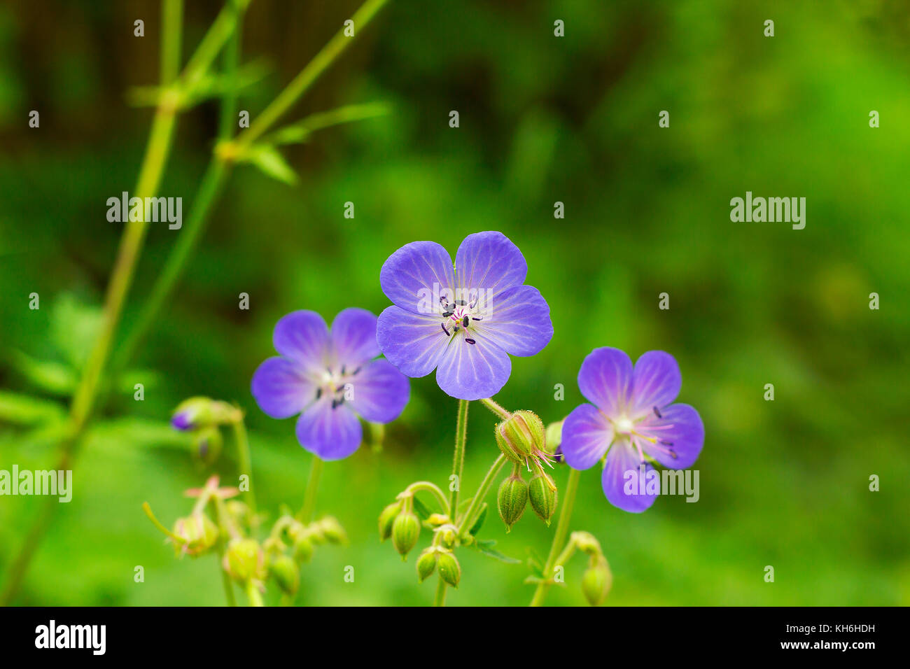 Violet flowers Geranium pratense or meadow geranium in green field ...