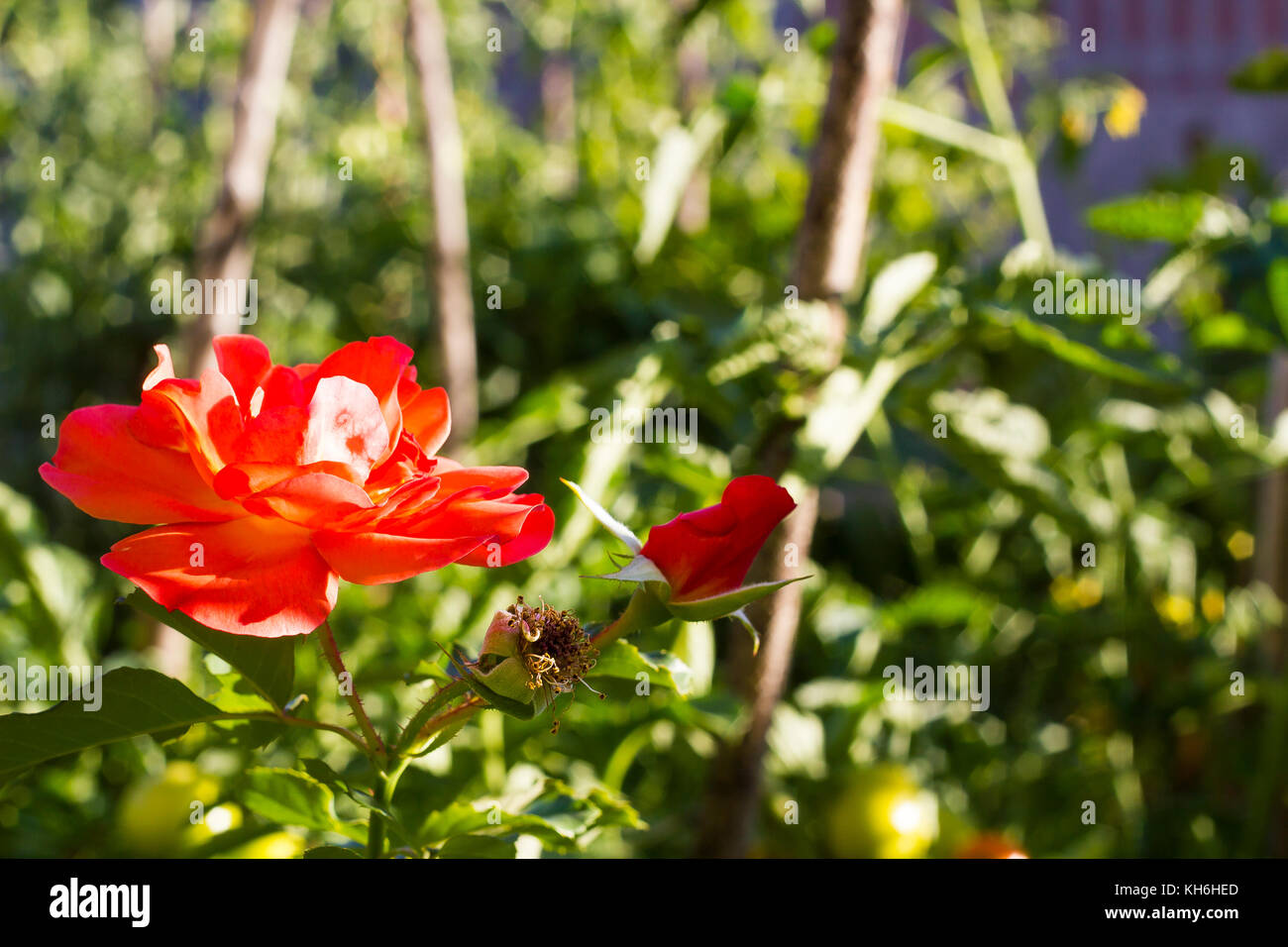 Side view orange rose hi-res stock photography and images - Alamy