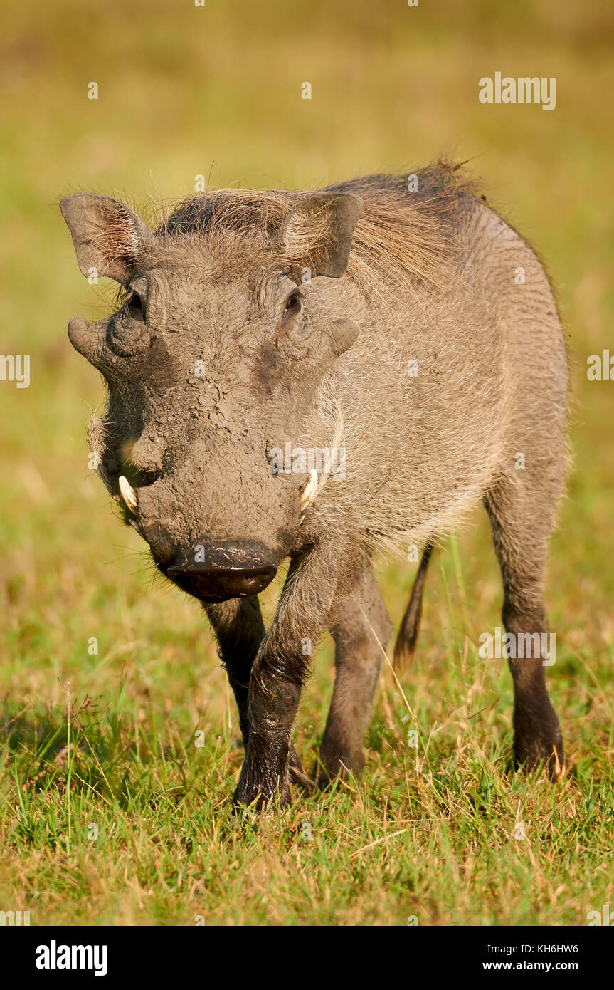 Warthog with its snout covered with mud photographed frontally in a ...