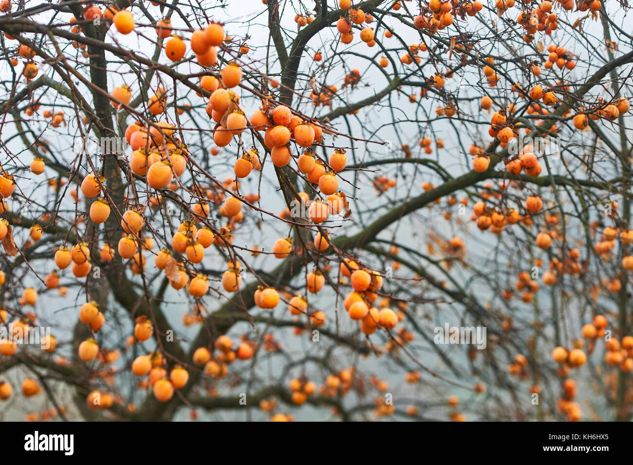 persimmon tree full of fruit photographed in autumn, with intentional ...