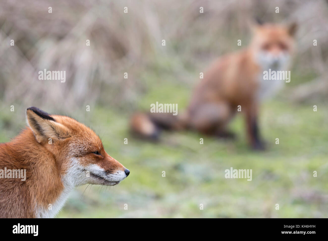 Red Foxes / Rotfüchse ( Vulpes vulpes ), pair, couple, close-up, funny ...