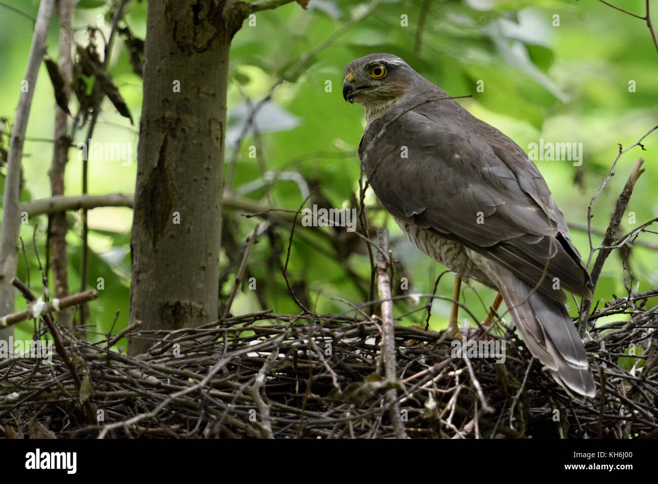 Eurasian Sparrowhawk ( Accipiter nisus ), adult female, perched at its ...
