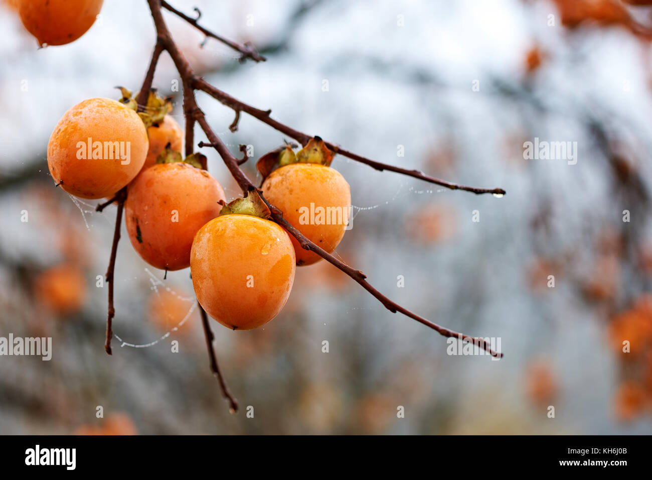 persimmon tree full of fruit photographed in winter Stock Photo - Alamy
