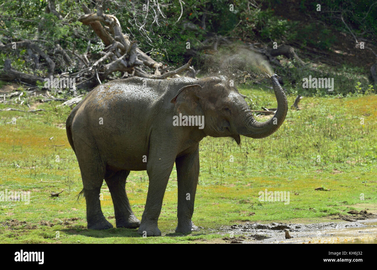 Elephant spraying water from trunk hi-res stock photography and images ...