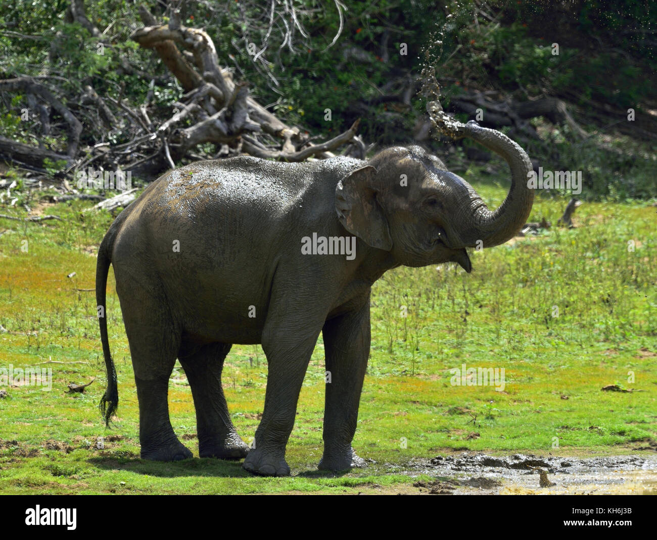 Elephant spraying water from trunk hi-res stock photography and images ...
