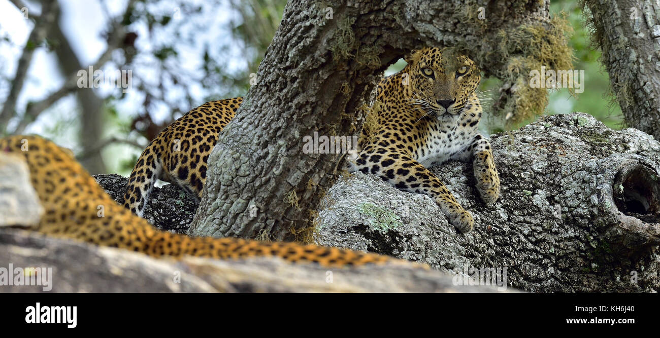 Leopard female. The Sri Lankan leopard (Panthera pardus kotiya Stock ...