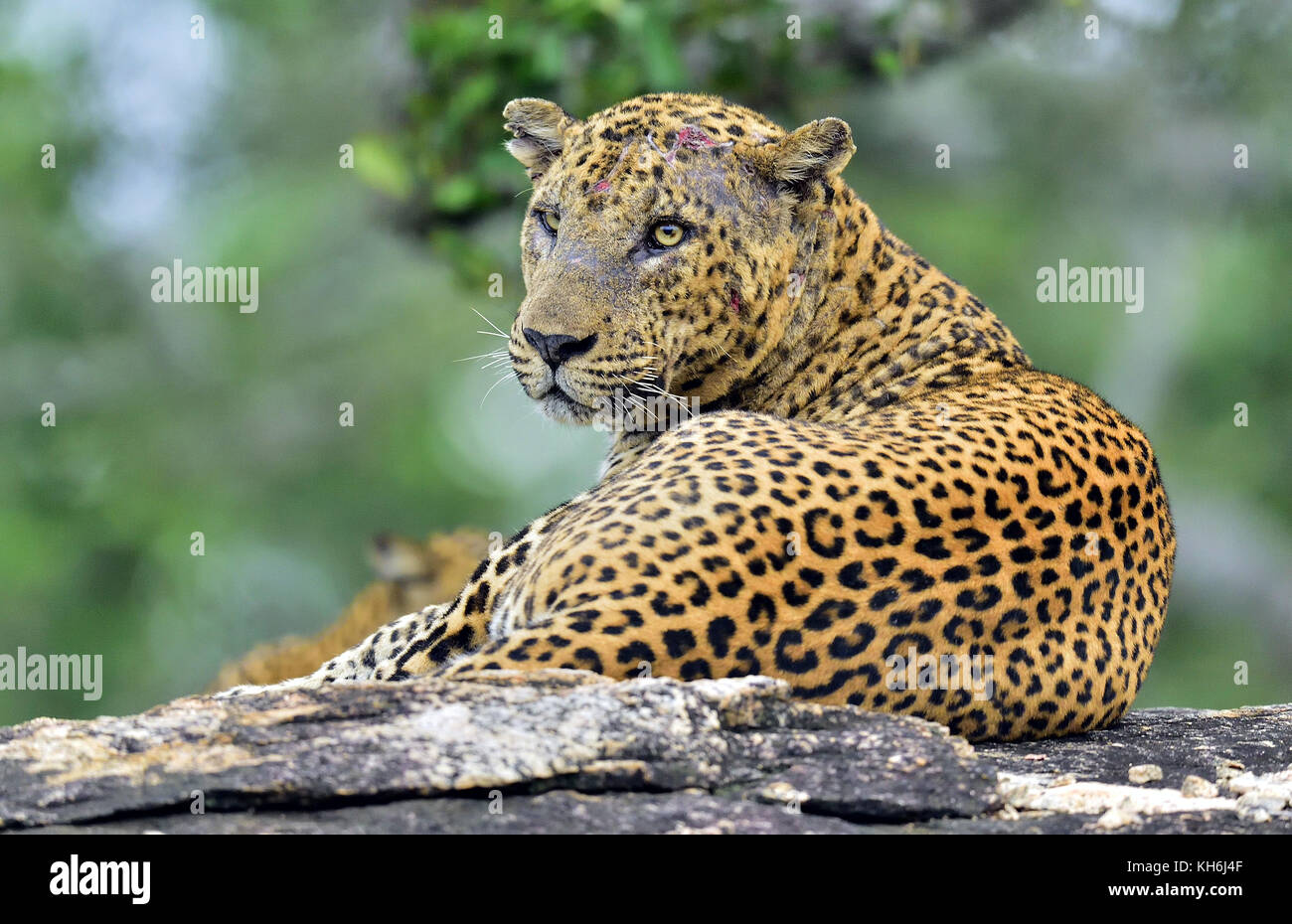 Old Leopard male with scars on the face lies on the rock. The Sri ...