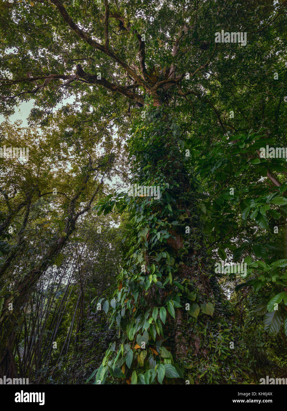 Asian tropical forest, forest, thickets, grass, Indonesia, Bali Stock ...