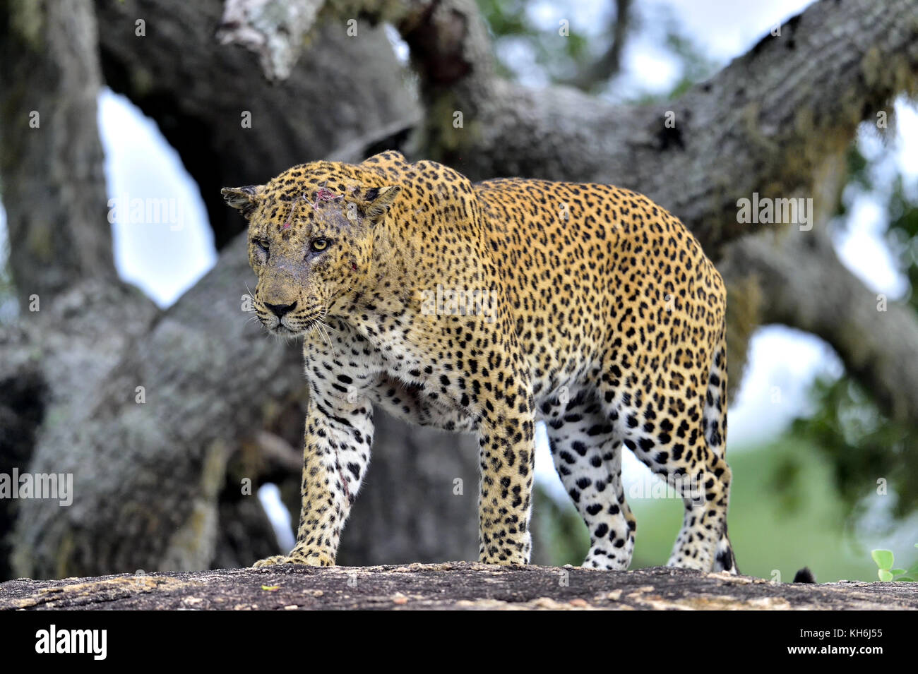 Old Leopard male with scars on the face lies on the rock. The Sri ...