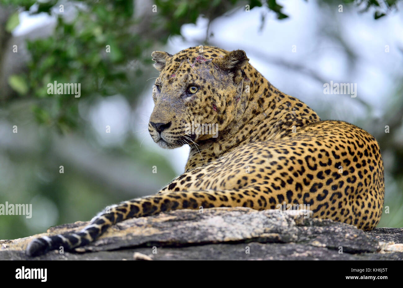 Old Leopard male with scars on the face lies on the rock. The Sri ...