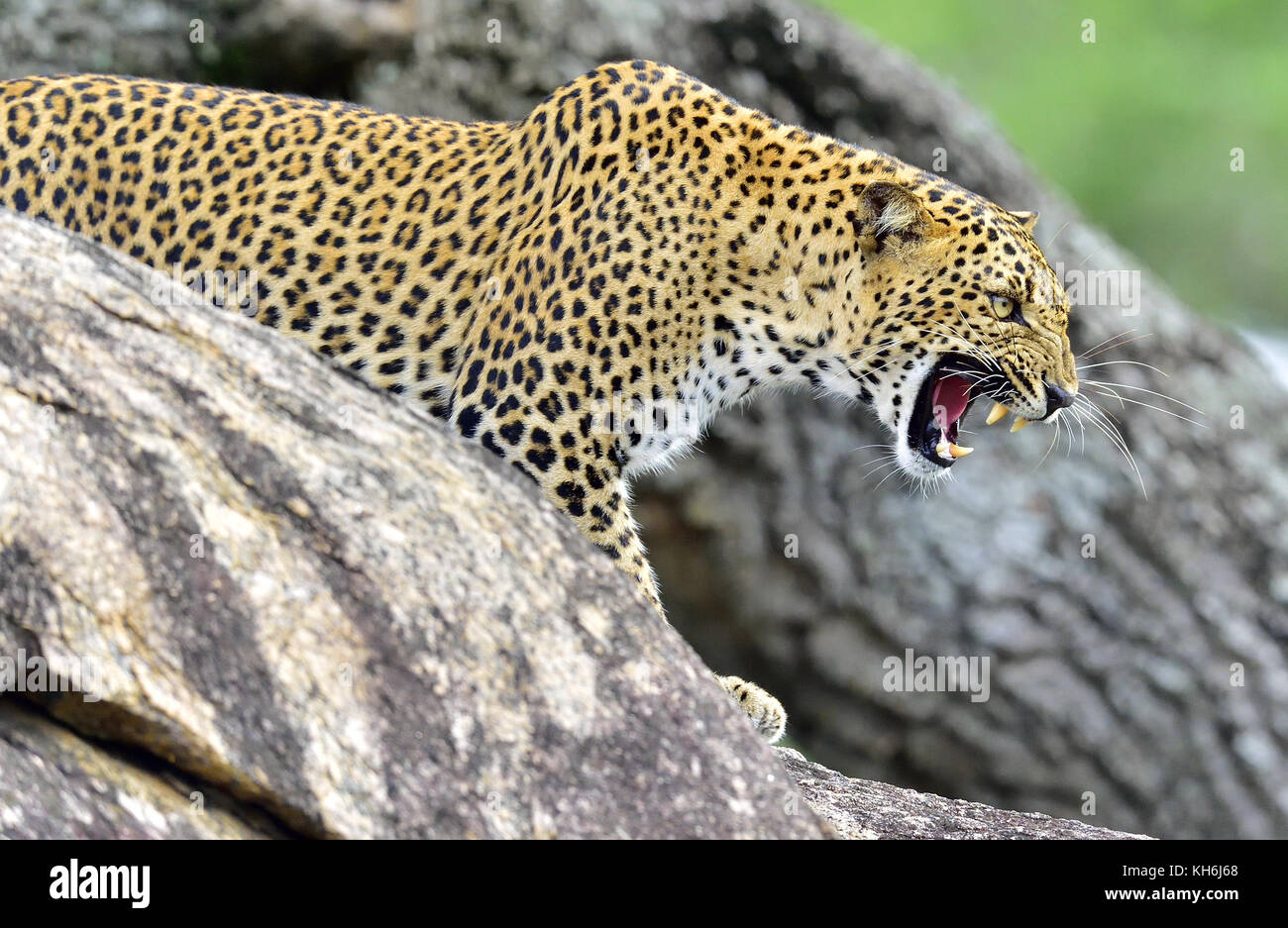 Leopard Growl