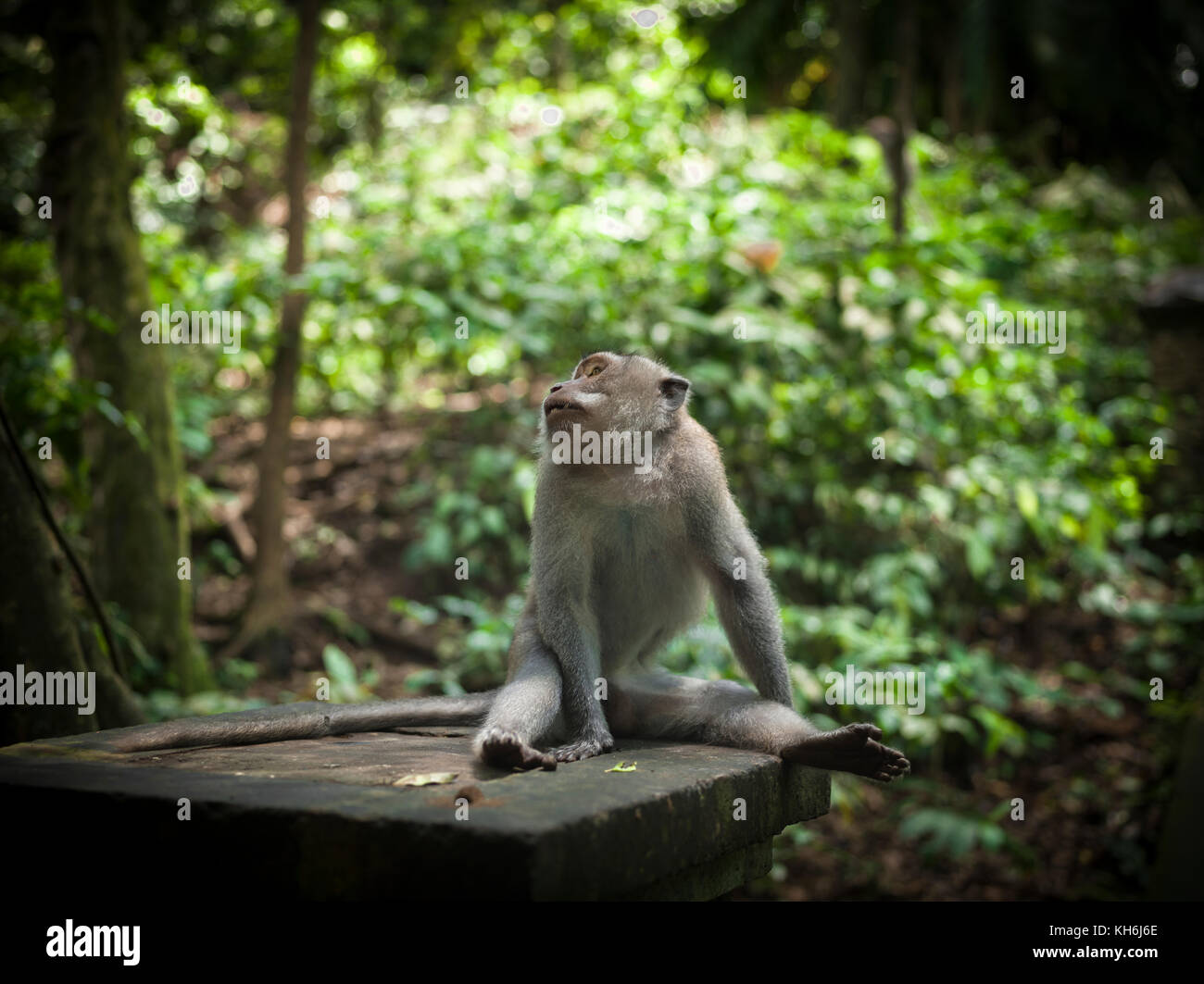 Bali, monkeys, nature park, Indonesia, islands, Indian Ocean Stock ...